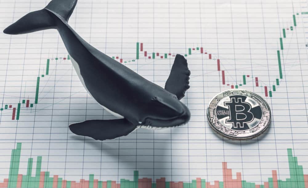 Bitcoin whales hunt down a $430M BTC short of an insider trader — Who ...